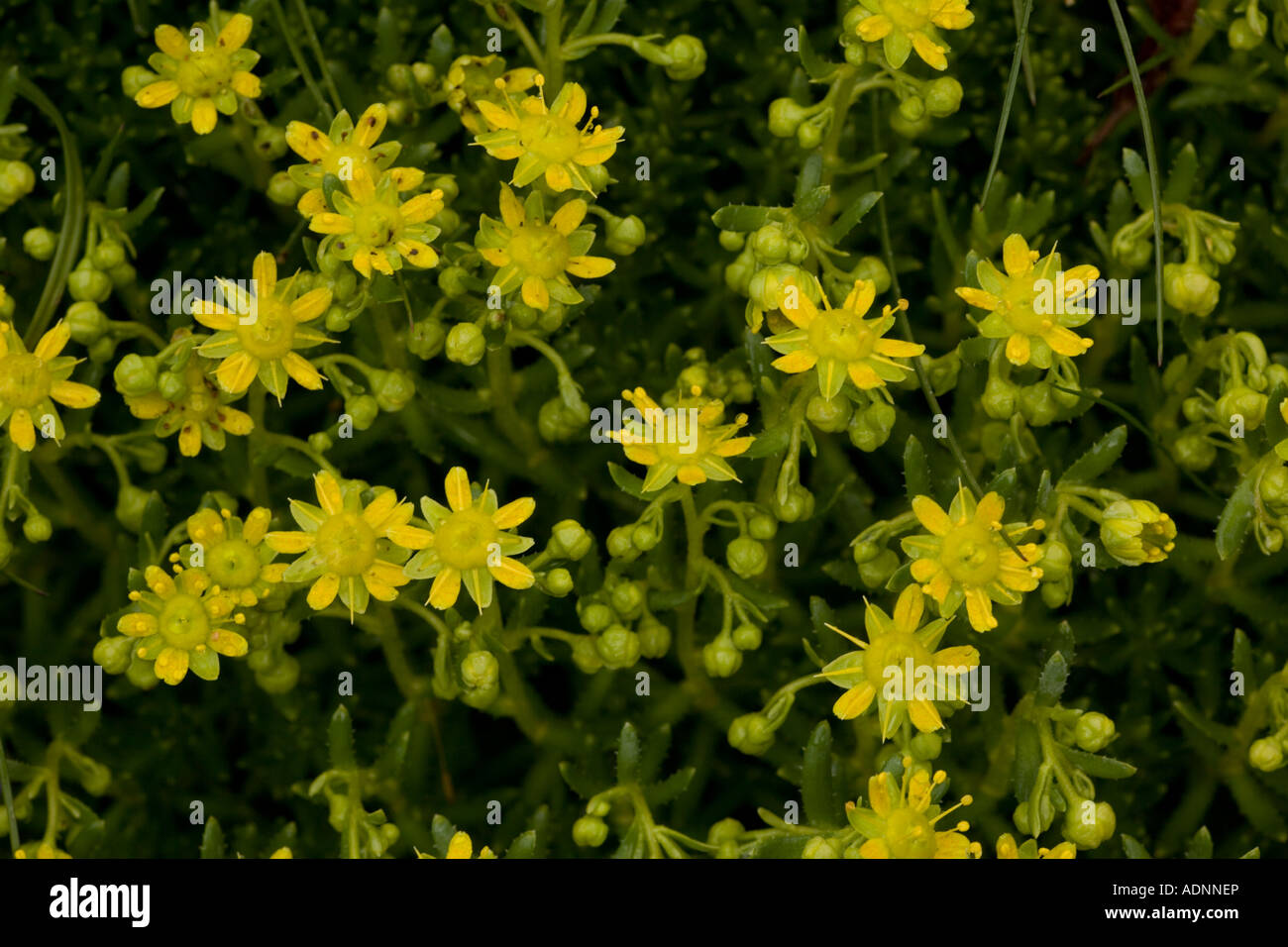 Yellow saxifrage Saxifraga aizoides North Britain Stock Photo - Alamy