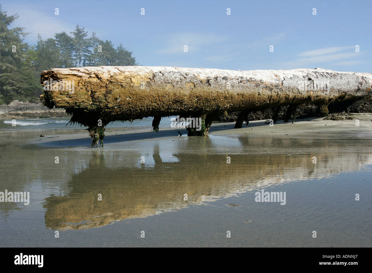 Big old log at the sandy beach of the Pacific coast inside Pacific Rim ...