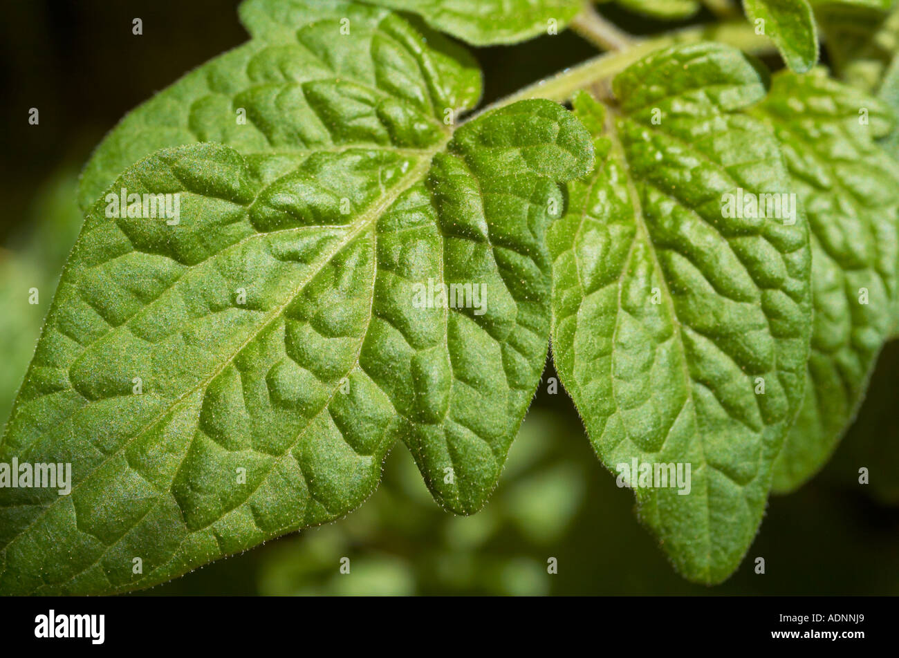 Tomato Plant Leaf Stock Photo - Alamy