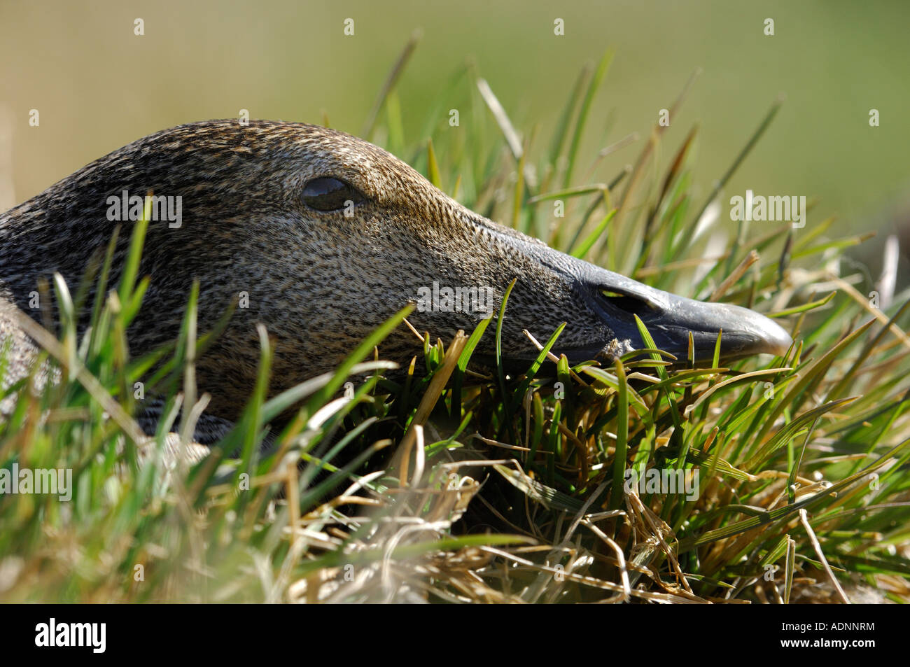 Female eider duck on a nest Stock Photo - Alamy