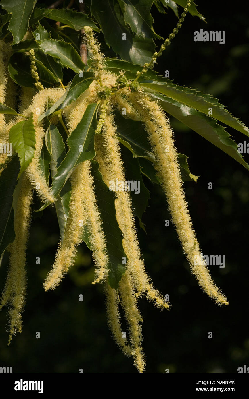 Flowering sweet chestnut tree hi-res stock photography and images - Alamy