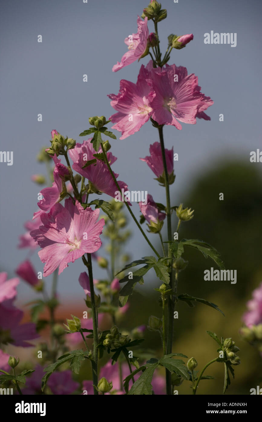 Cut leaved mallow hi-res stock photography and images - Alamy