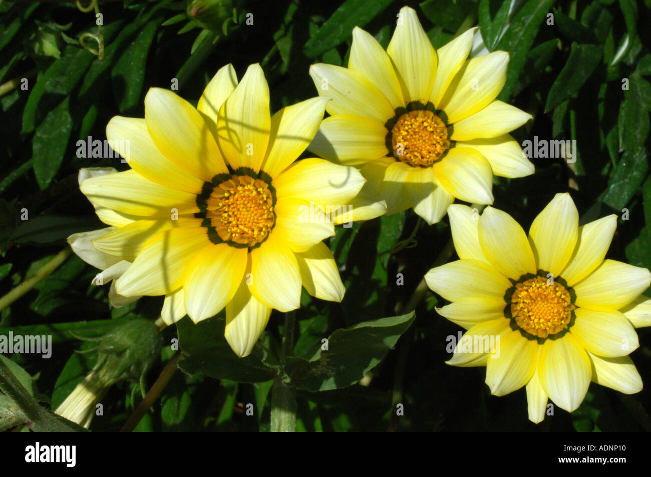 3 yellow flowers hi-res stock photography and images - Alamy
