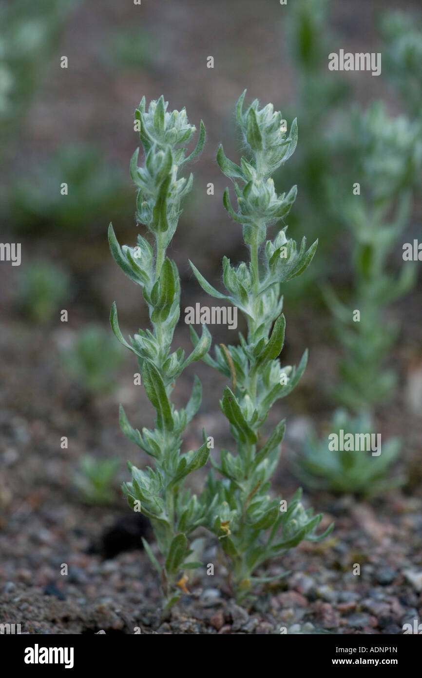 Field cudweed hi-res stock photography and images - Alamy