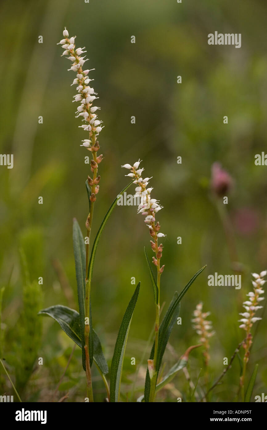 Alpine bistort, Polygonum vivipara, in flower with bulbils below ...