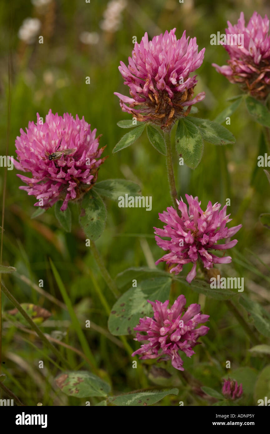 Fodder plant hi-res stock photography and images - Alamy