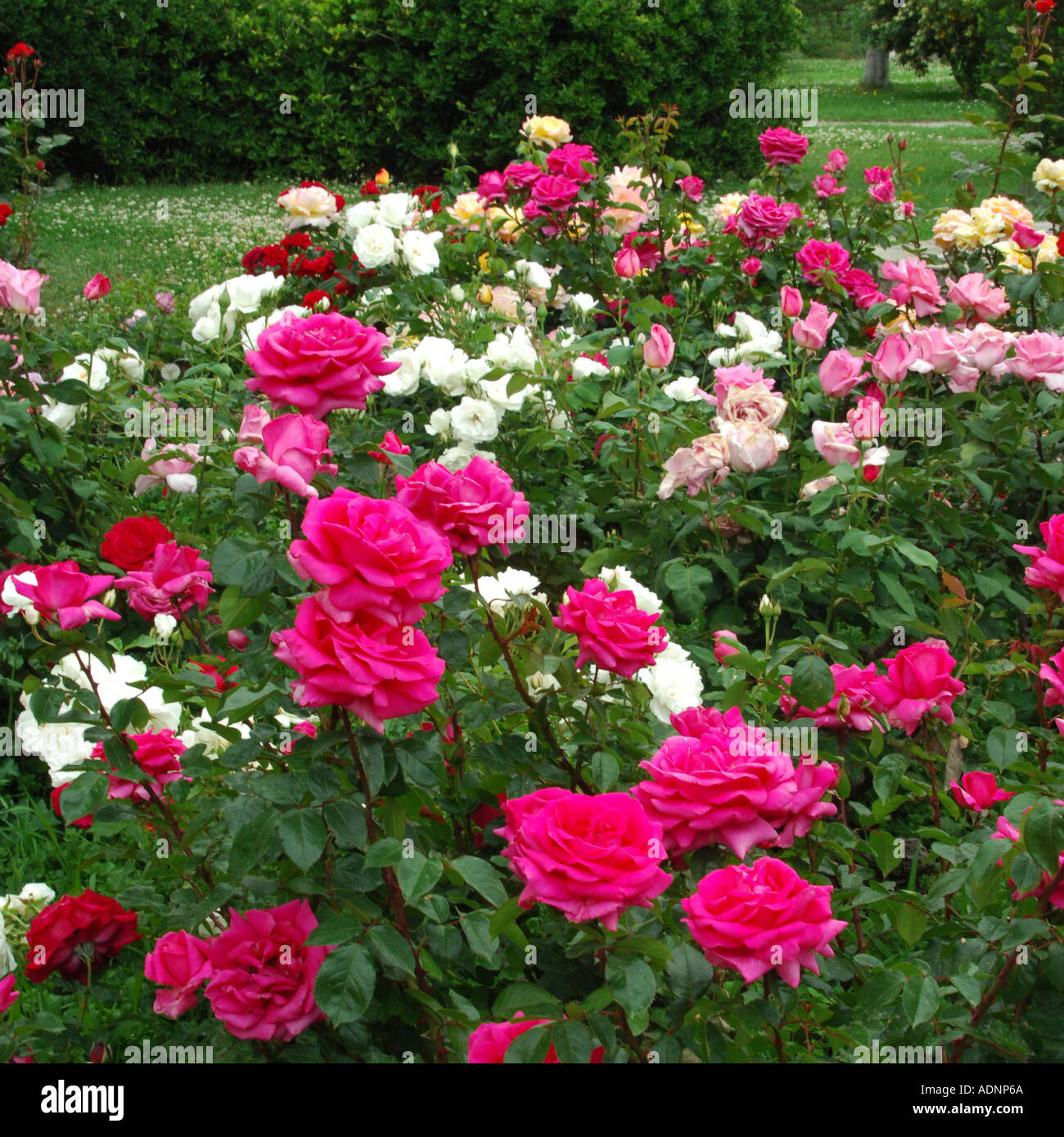 Cyprus Roses High Resolution Stock Photography and Images - Alamy