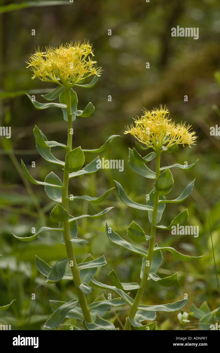 Rose root Rhodiola rosea in flower Scotland Stock Photo - Alamy