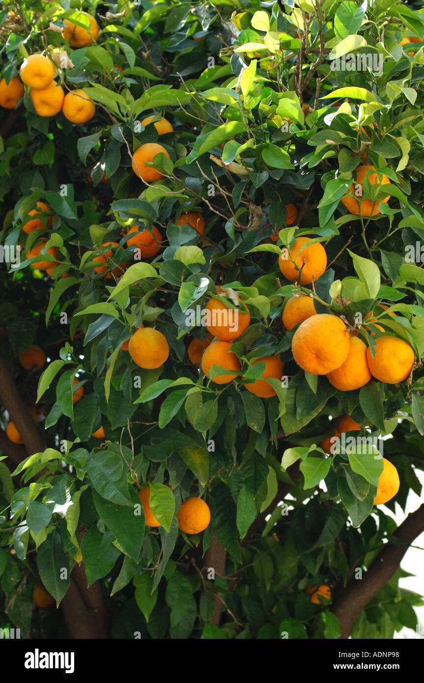 Orange Trees in Omodos Cyprus Stock Photo - Alamy