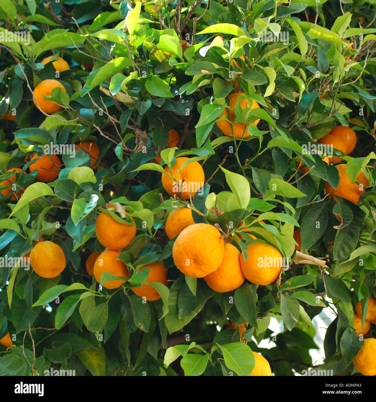 Orange Trees in Omodos Cyprus Stock Photo - Alamy