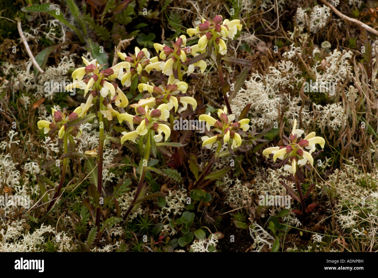 Arctic lousewort hi-res stock photography and images - Alamy