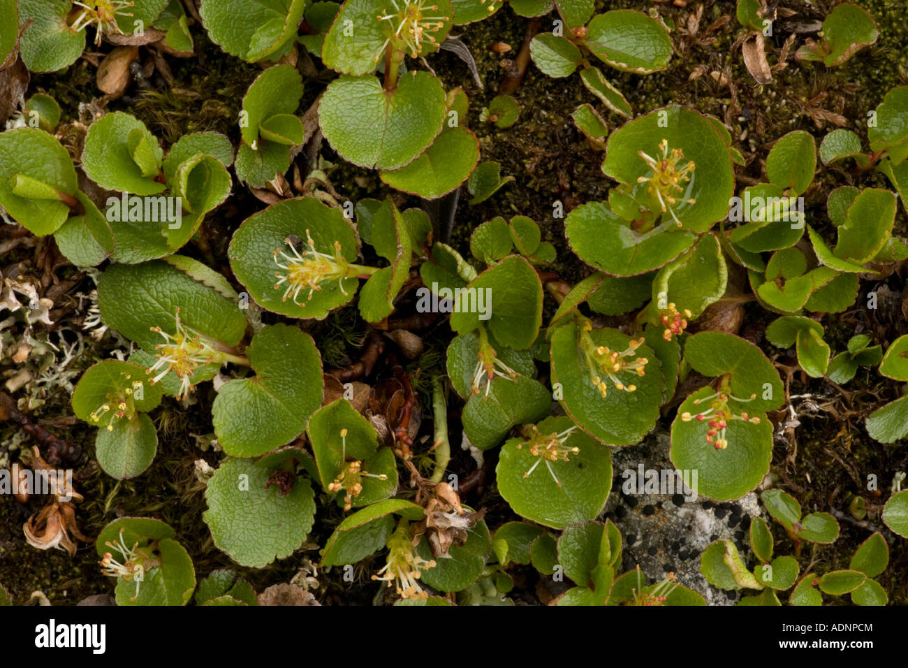 Dwarf willow least willow snowbed hi-res stock photography and images ...