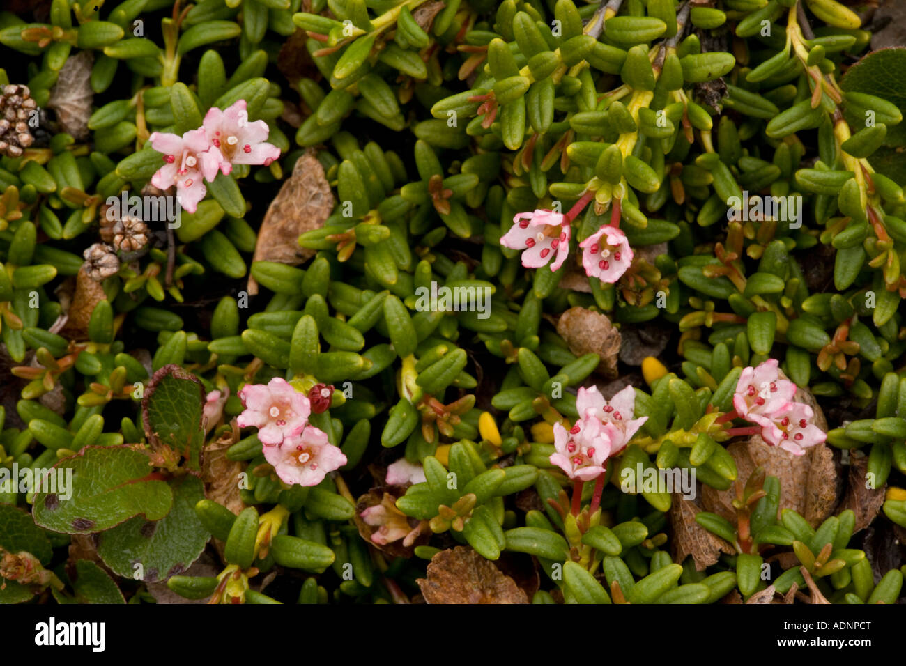 Trailing azalea Loiseleuria procumbens Norway Stock Photo - Alamy