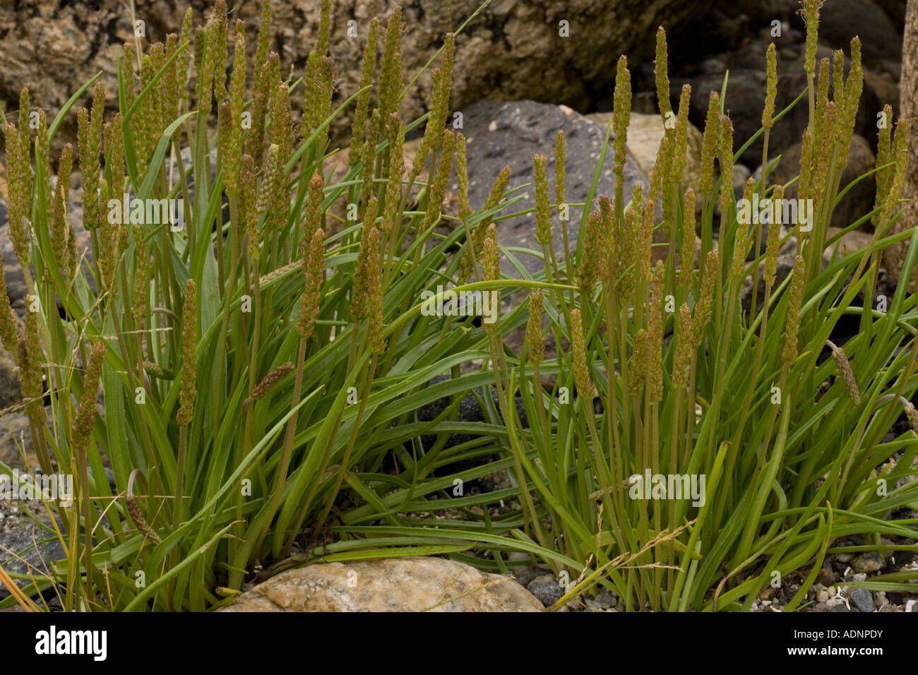 Plantago maritima hi-res stock photography and images - Alamy