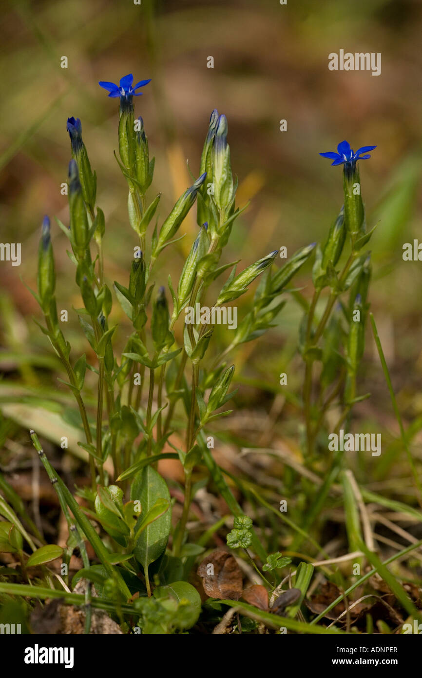 Snow gentian, Gentiana nivalis, very rare in UK Scotland Stock Photo ...