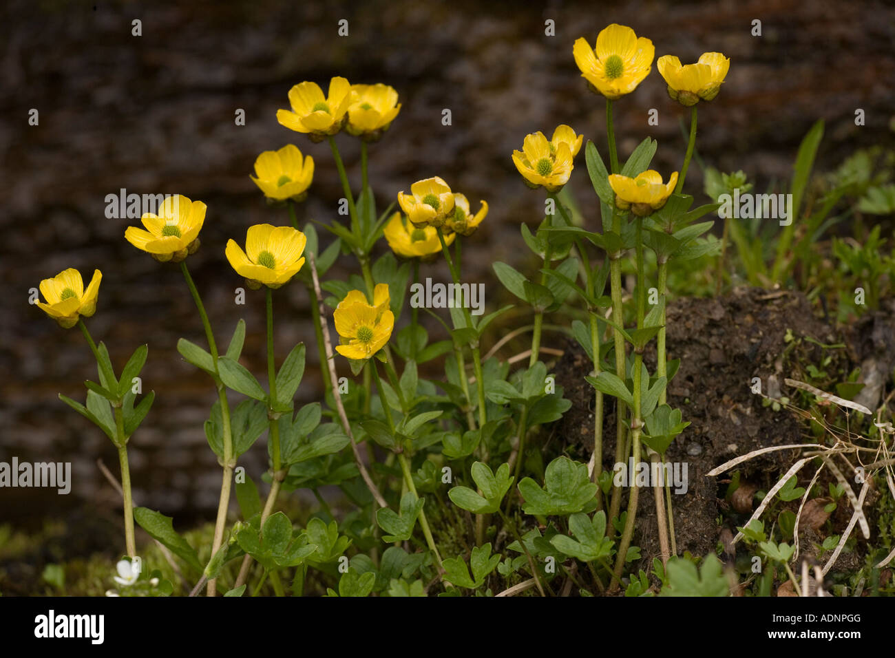 Sulphur buttercup hi-res stock photography and images - Alamy