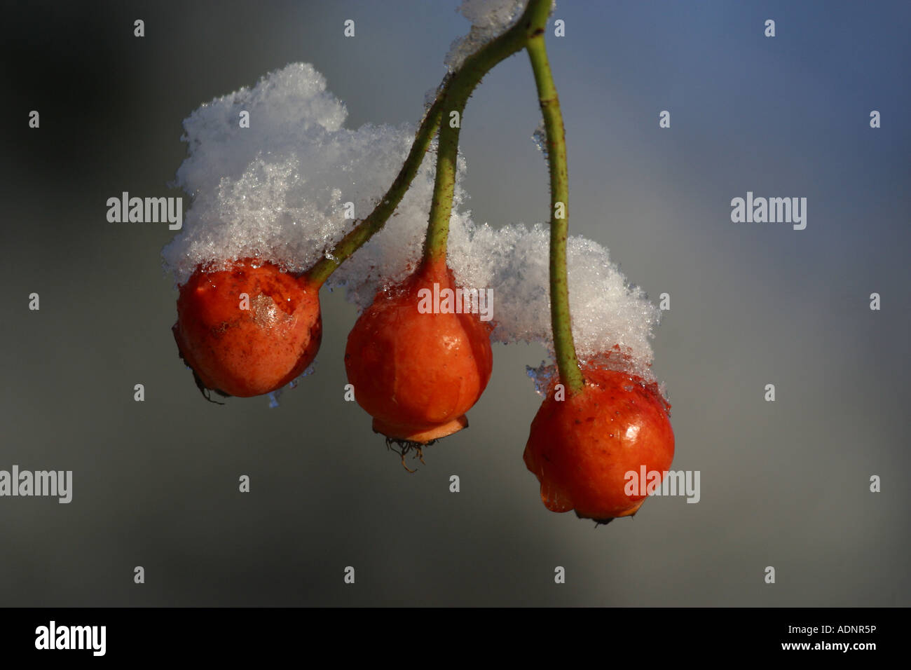 Rose-hips in the snow Stock Photo - Alamy