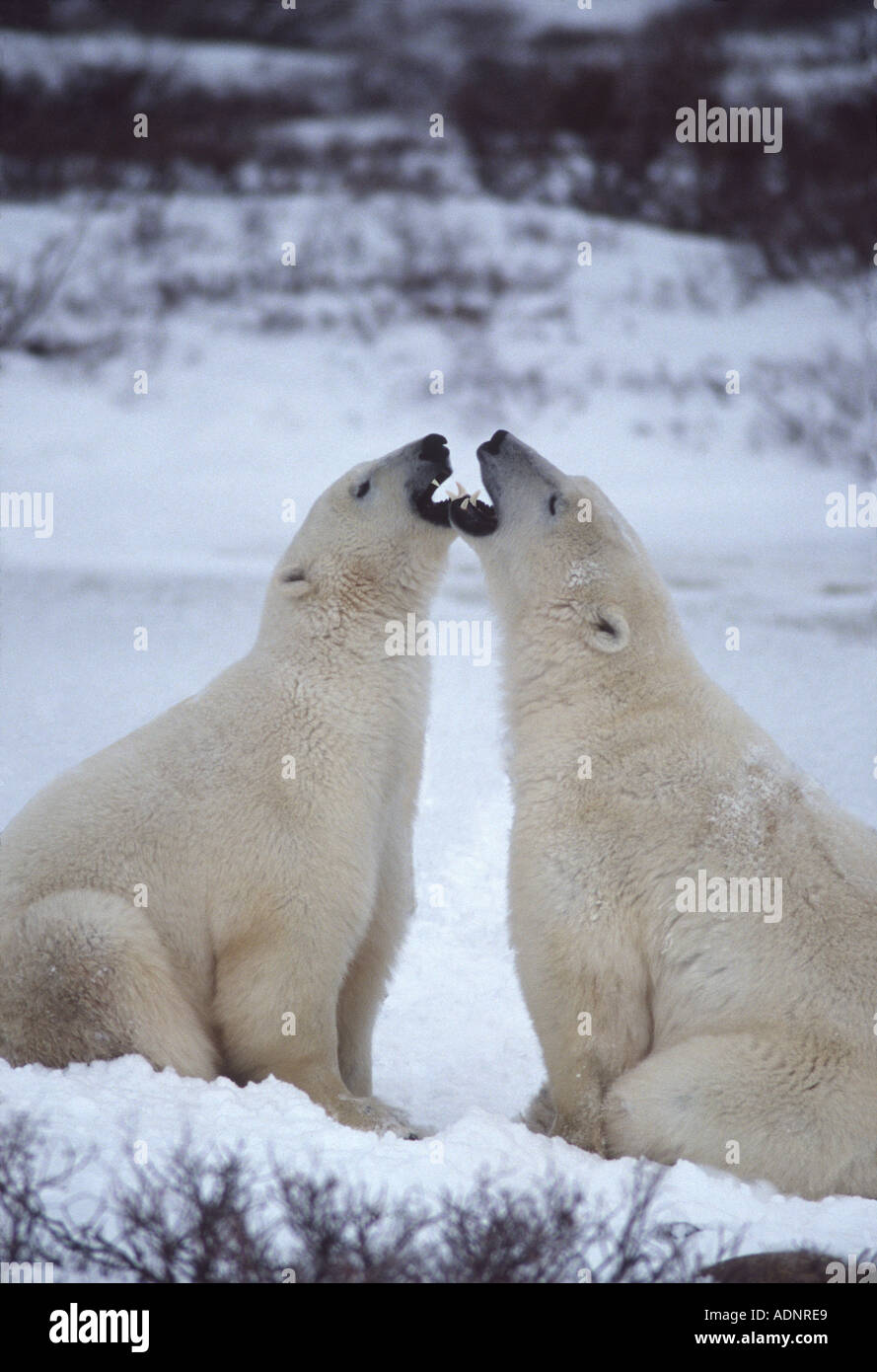 Laughing polar bear hi-res stock photography and images - Alamy