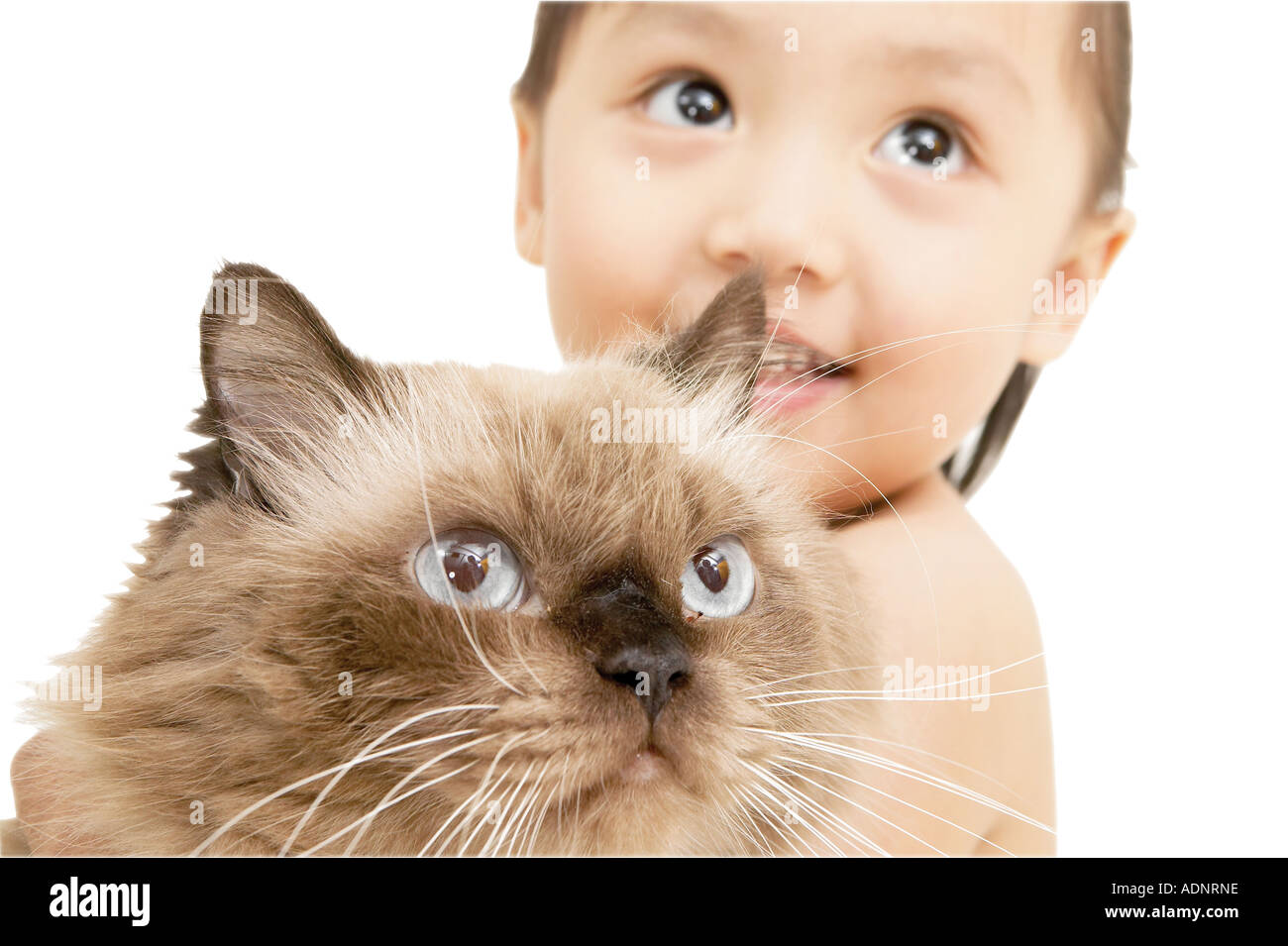 Child cat looking out hi-res stock photography and images - Alamy
