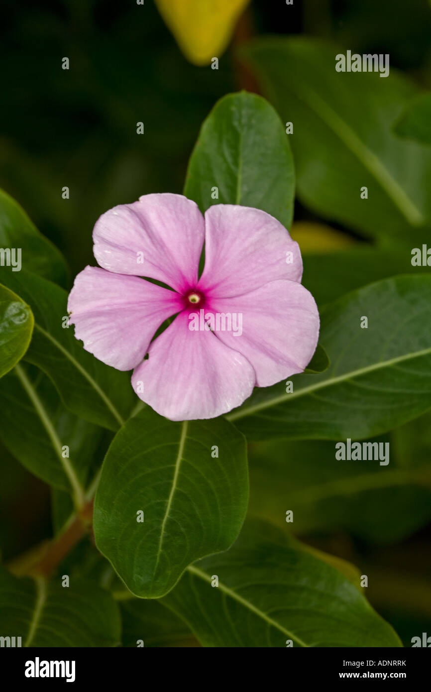 Madagascan Periwinkle Catharanthus roseus Native of Europe Stock Photo ...
