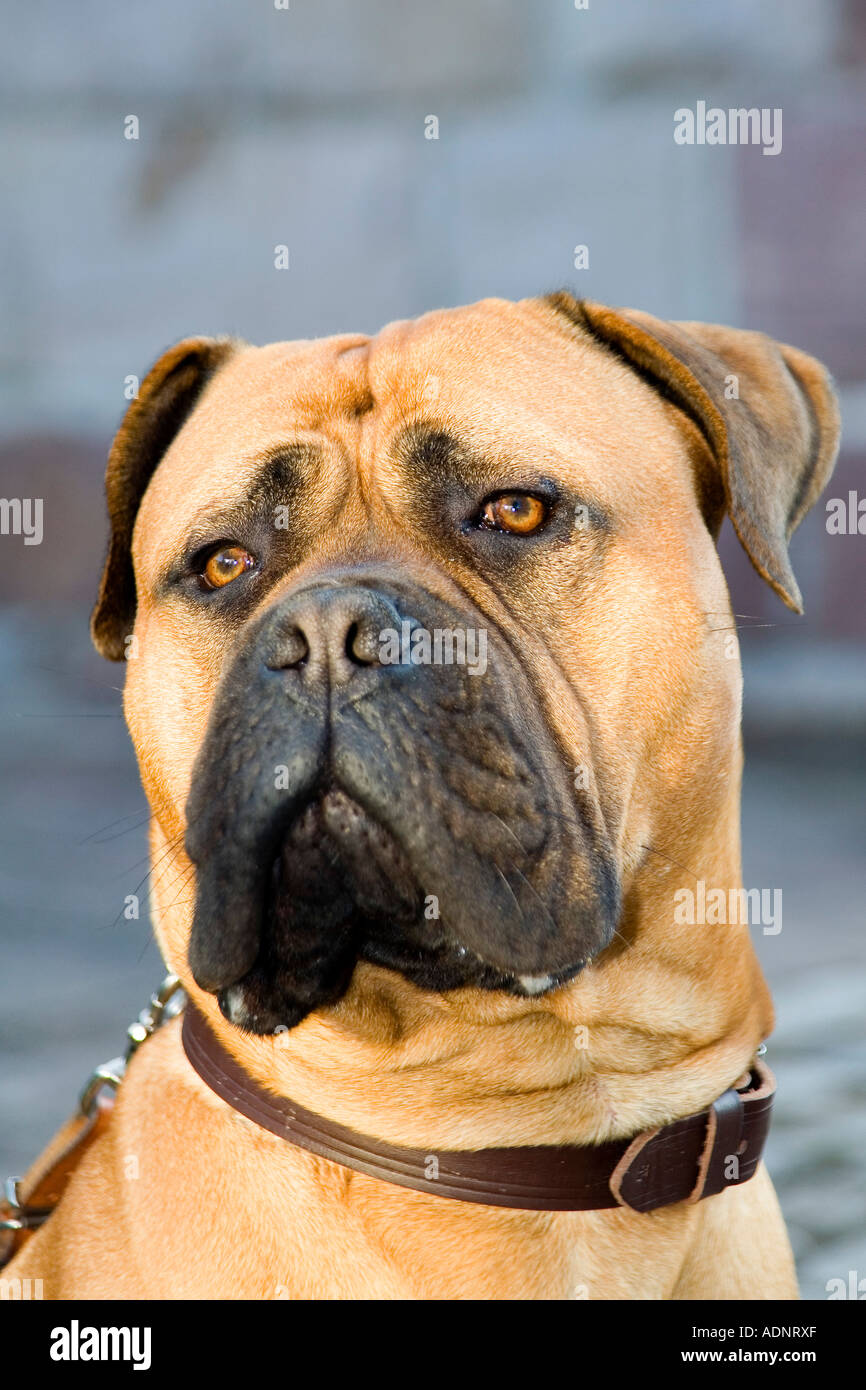 Portrait of a boarhound Stock Photo - Alamy
