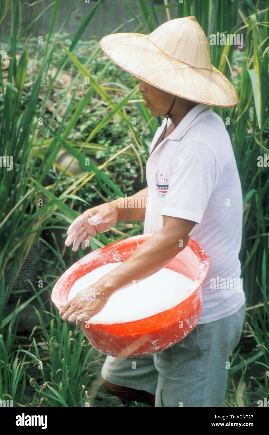 Rice seeding china hi-res stock photography and images - Alamy