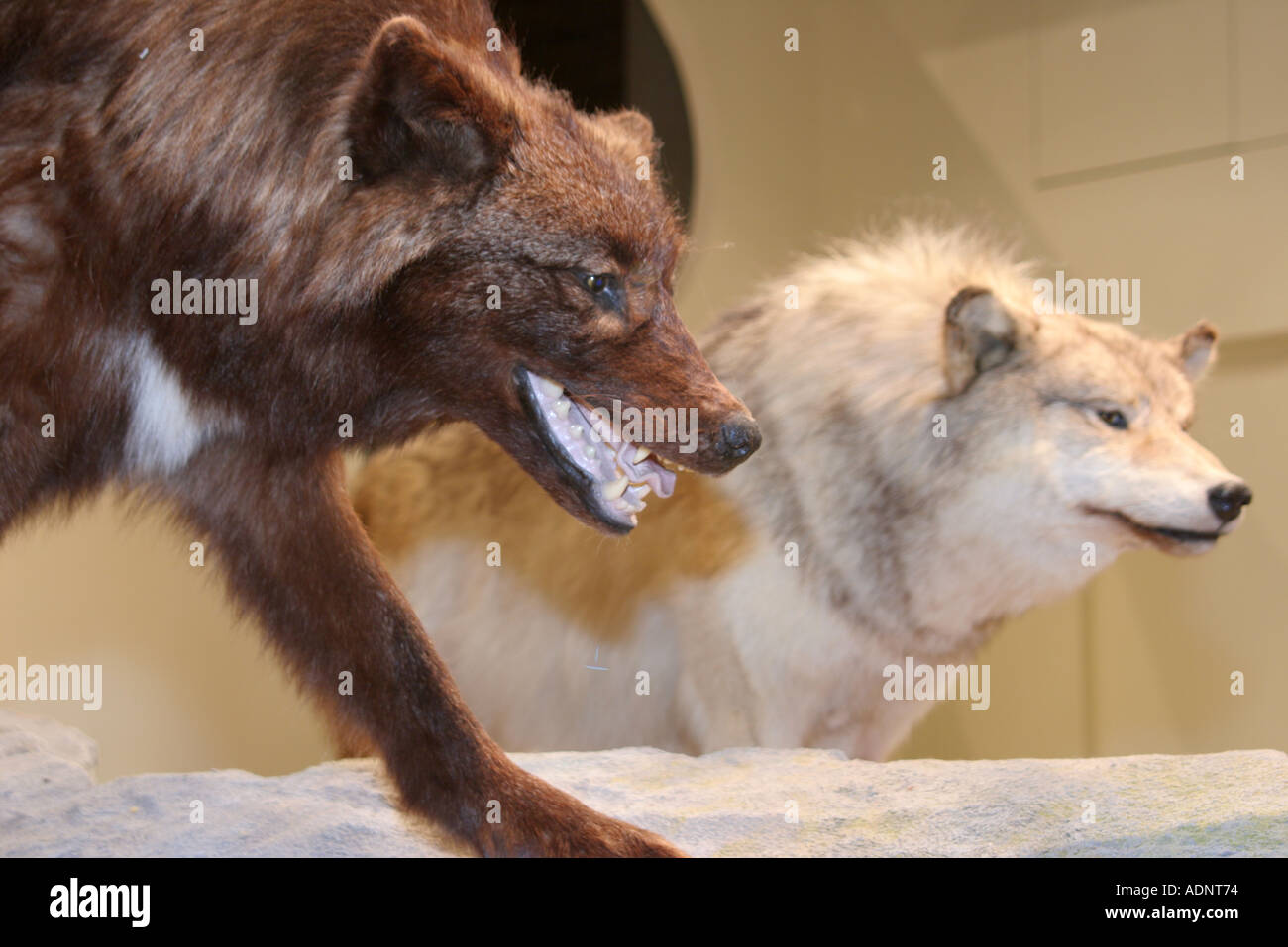 Alabama Anniston,Museum of Natural History,wolves,predators exhibit ...
