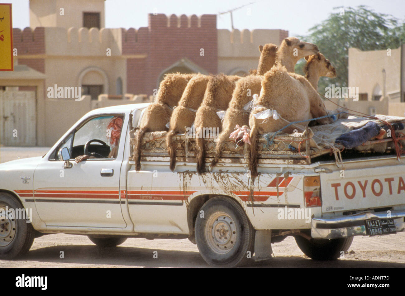 Camel market of al ain hi-res stock photography and images - Alamy