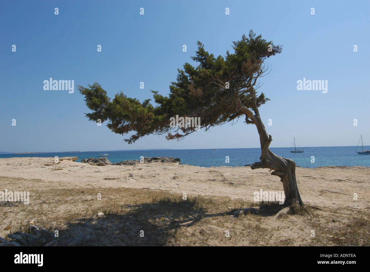 Typical ibizan tree near Aguas Blancas beach Ibiza Balearic Islands ...