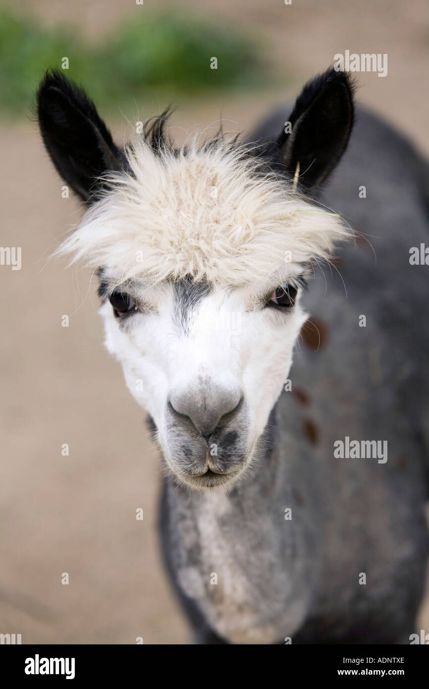 Alpaca hairstyle hi-res stock photography and images - Alamy