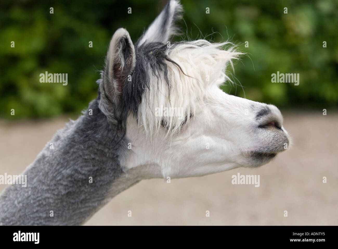 Alpaca with funny hairstyle Stock Photo - Alamy