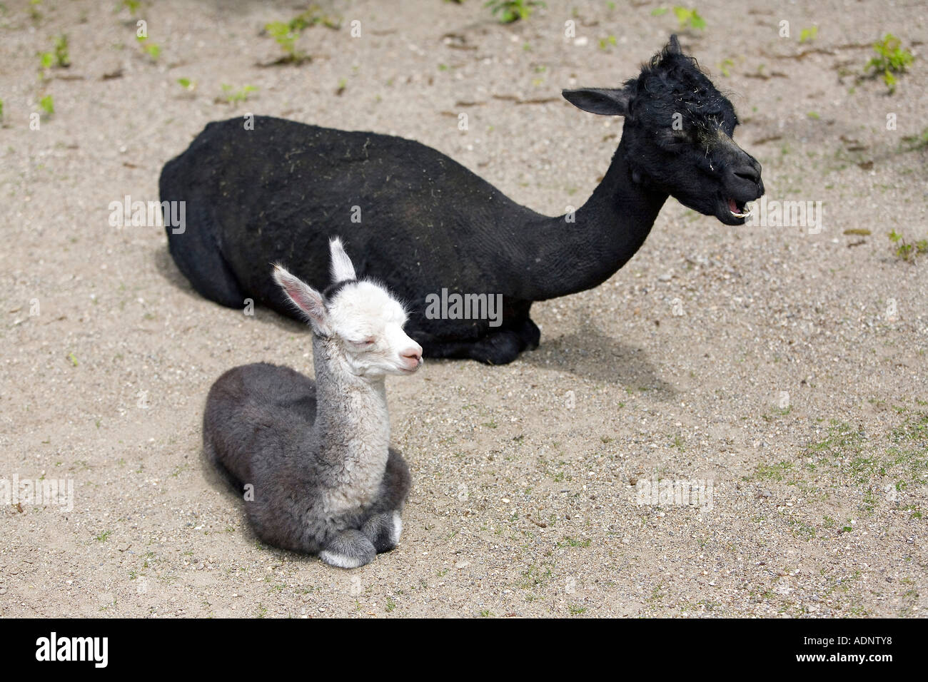 Two alpacas hi-res stock photography and images - Alamy