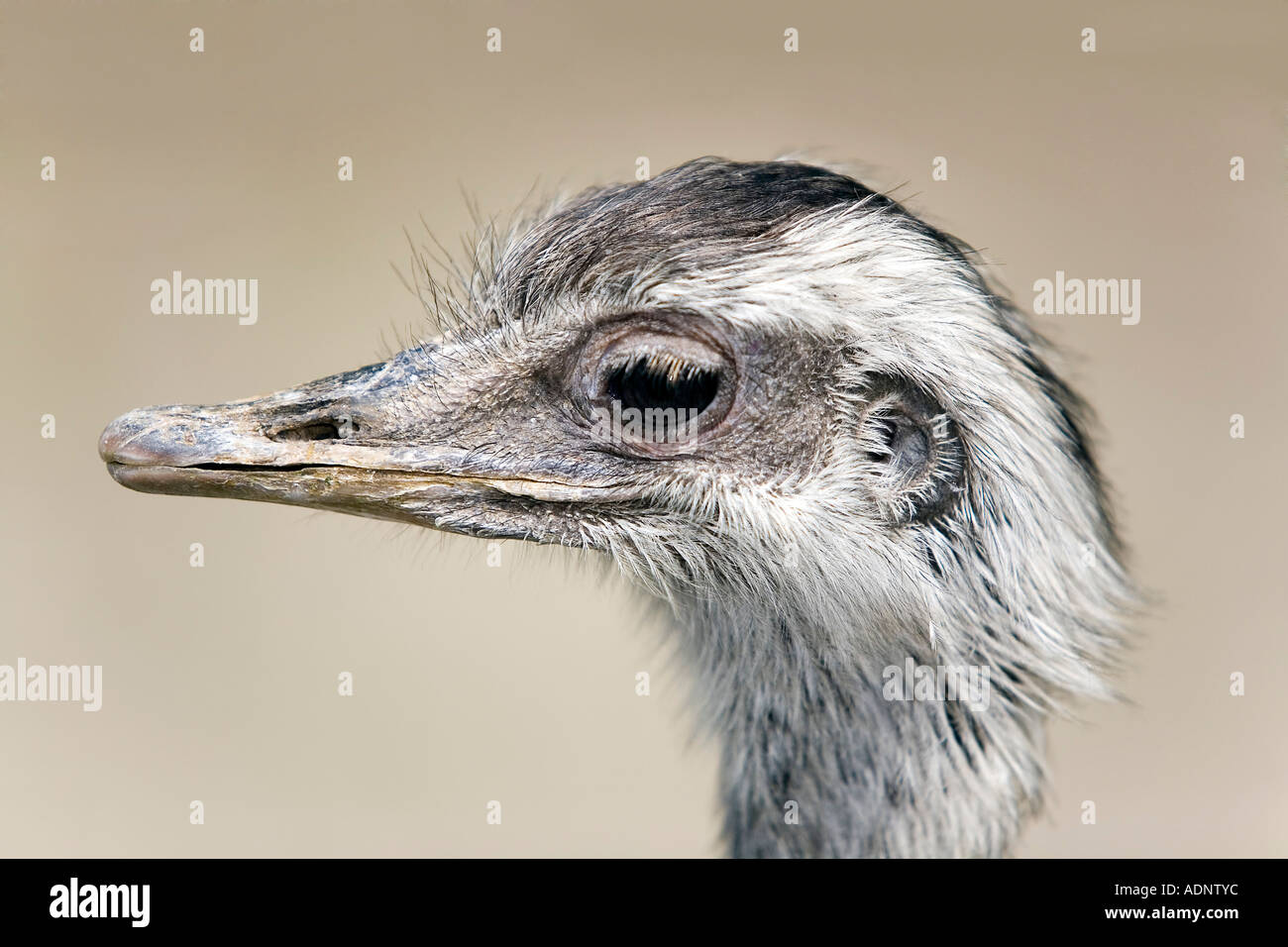 Portrait of a rhea Stock Photo - Alamy