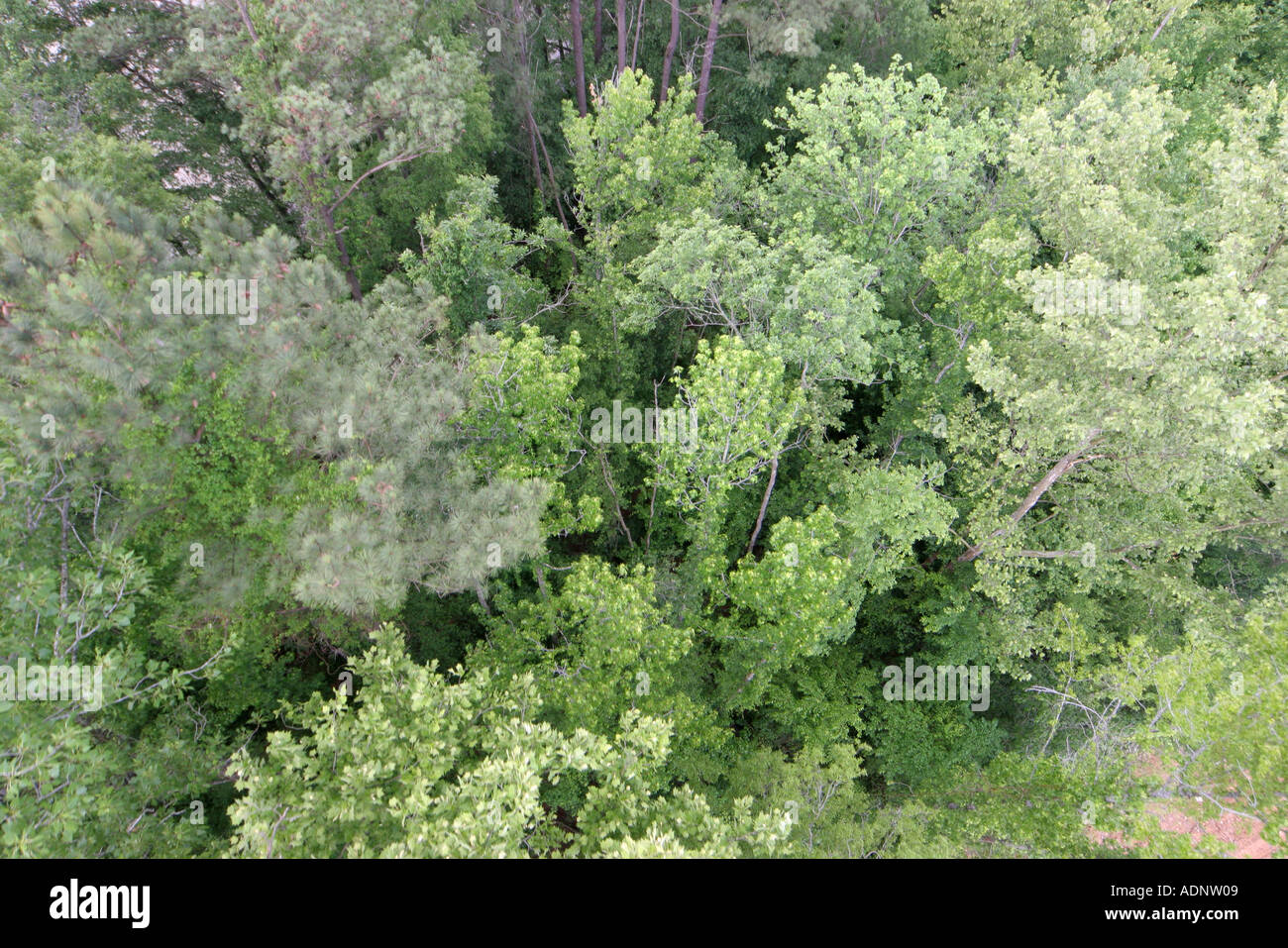 Alabama Morgan County,Decatur,trees,conifers,deciduous,aerial overhead ...