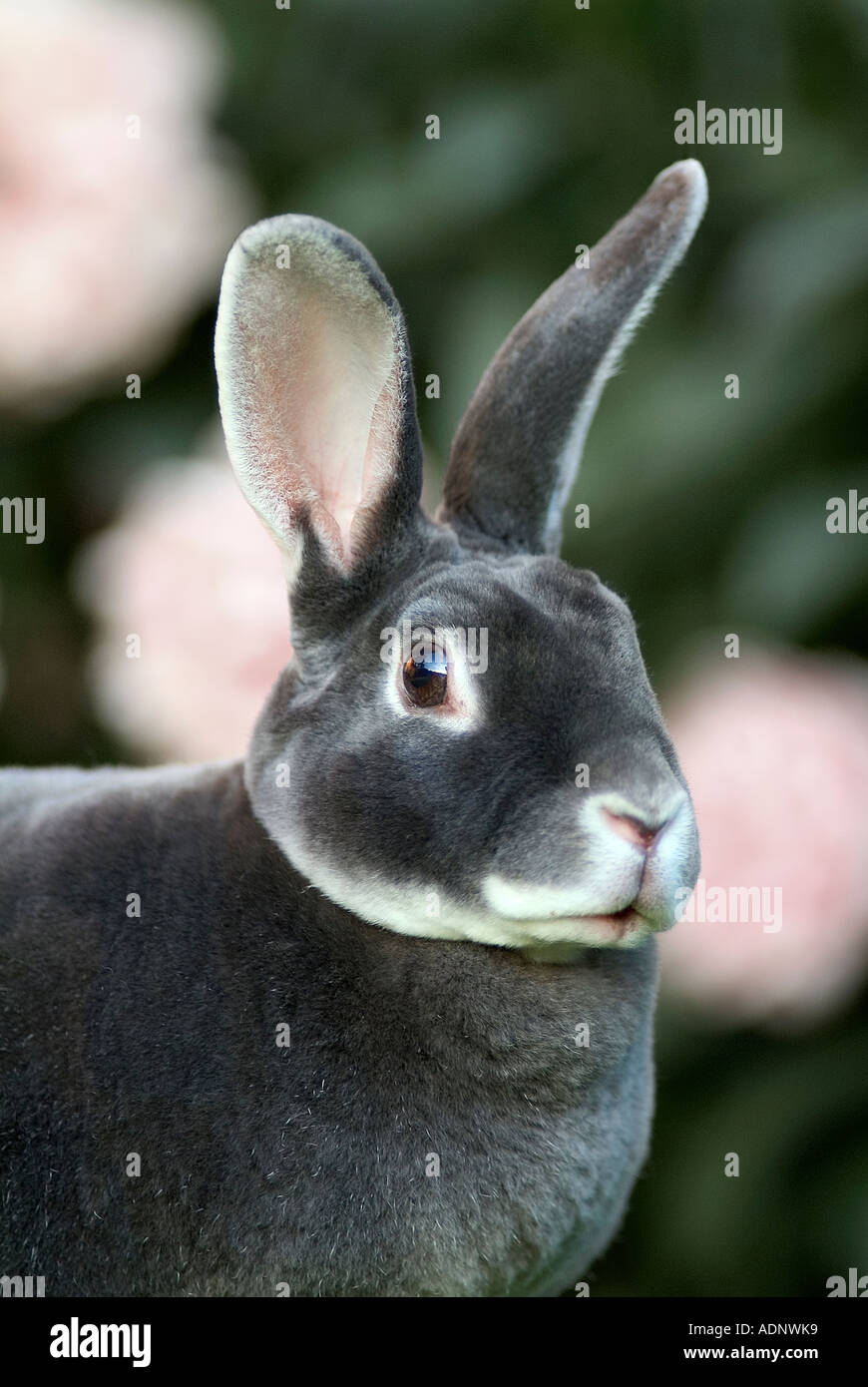 Cute Grey Rex Rabbit Stock Photo - Alamy