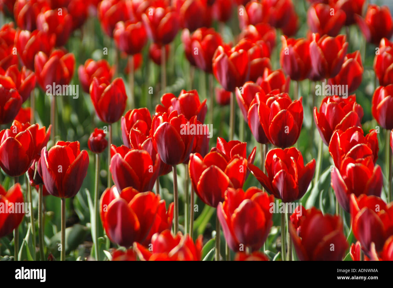 Molde garden in molde hi-res stock photography and images - Alamy Molde garden in molde hi-res stock photography and images - Alamy