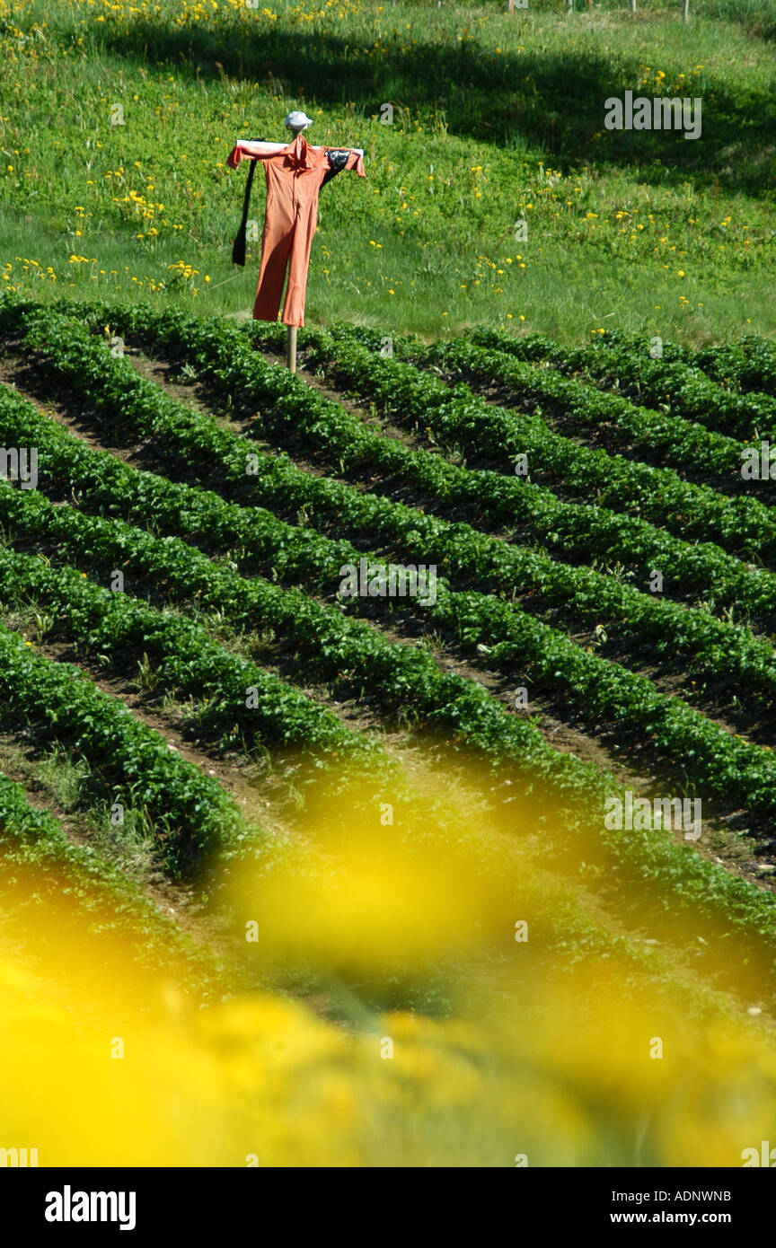 Scarecrow protecting crops in a field in the Norwegian countryside ...