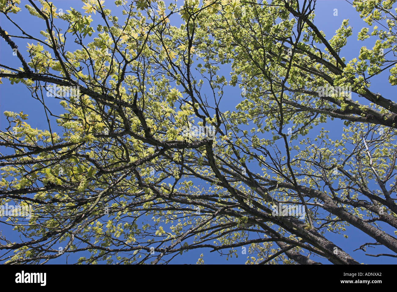 Trees with new spring leaves Bowen Park Nanaimo Vancouver Island ...
