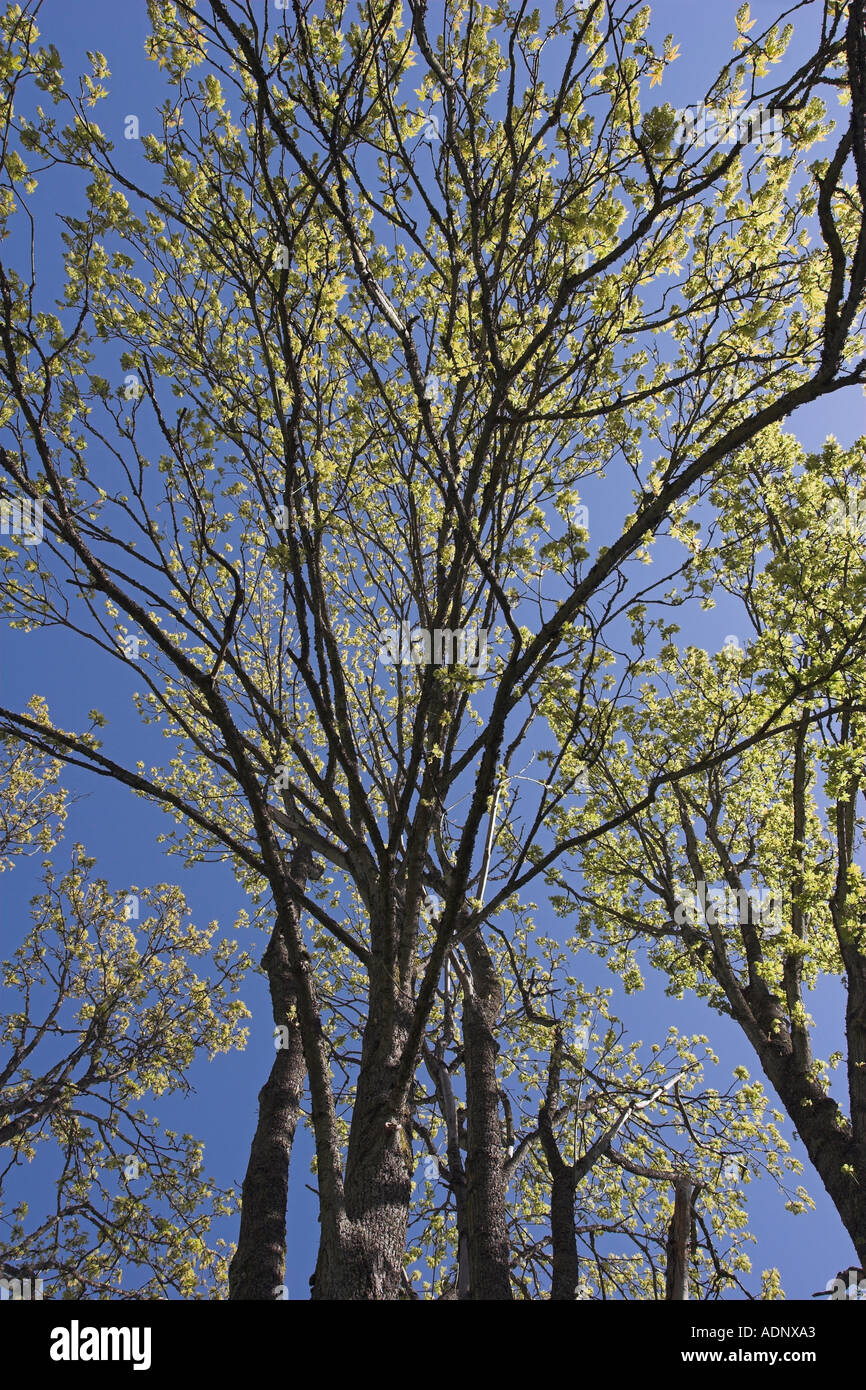 Trees with new spring leaves Bowen Park Nanaimo Vancouver Island ...
