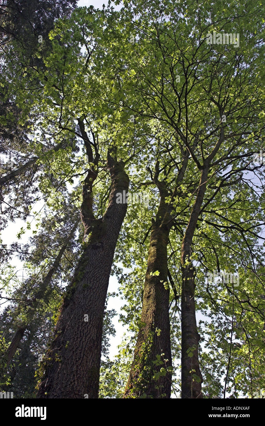 Trees with new spring leaves Bowen Park Nanaimo Vancouver Island ...