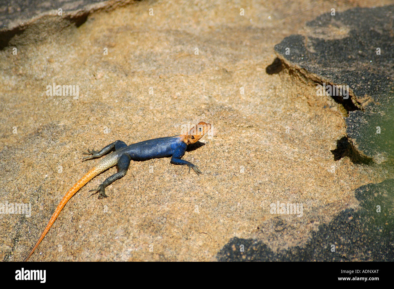 Red headed agama or rainbow lizard male Agama agama Agamidae Namibia ...