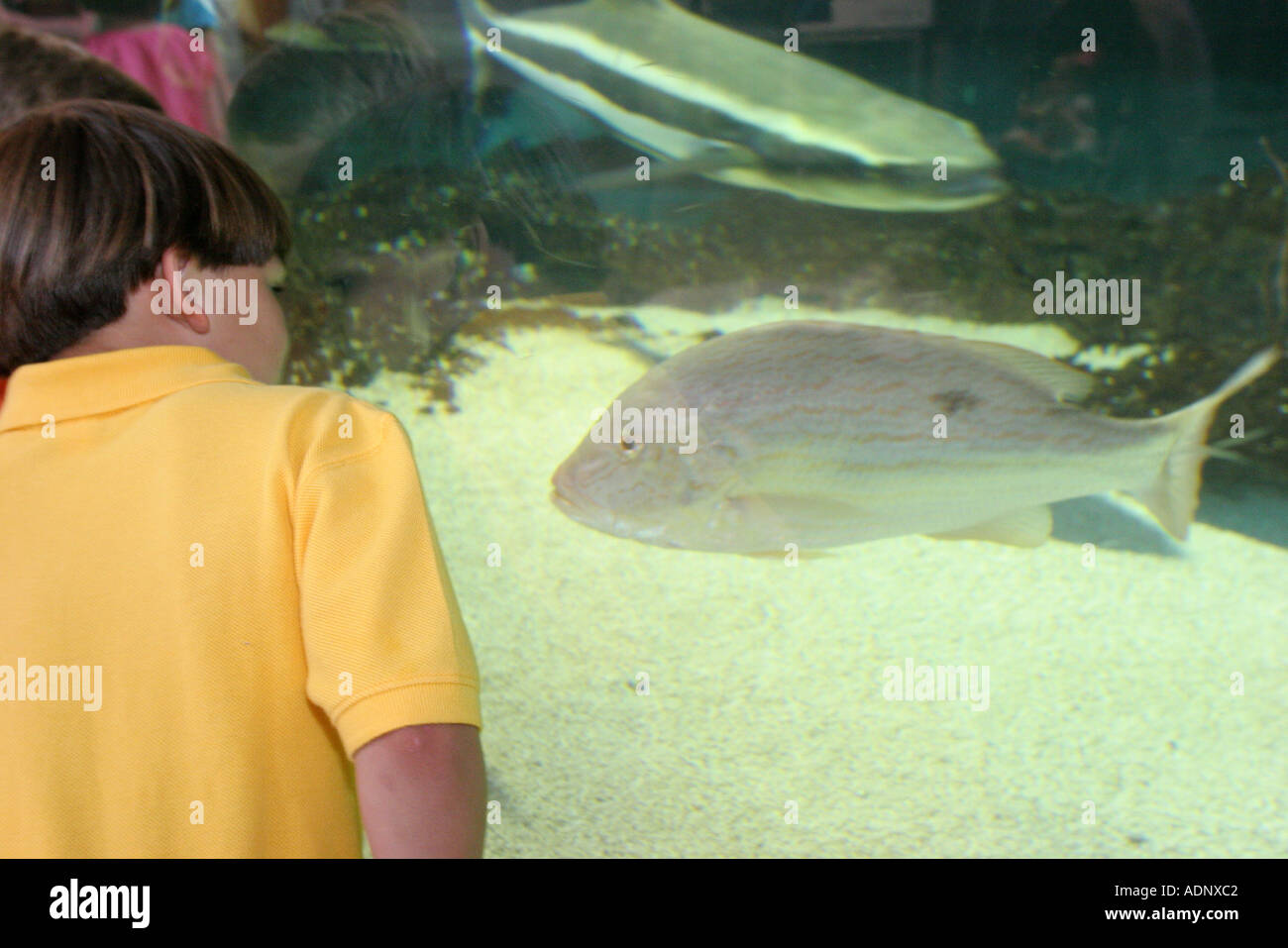 Alabama Dauphin Island,The Estuarium,public aquarium,estuary exhibit ...
