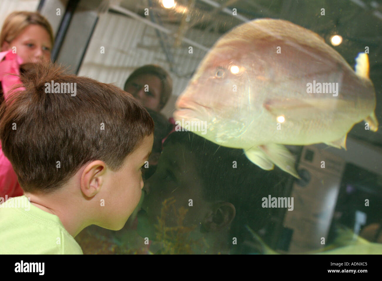 Alabama Dauphin Island,The Estuarium,public aquarium,estuary exhibit ...