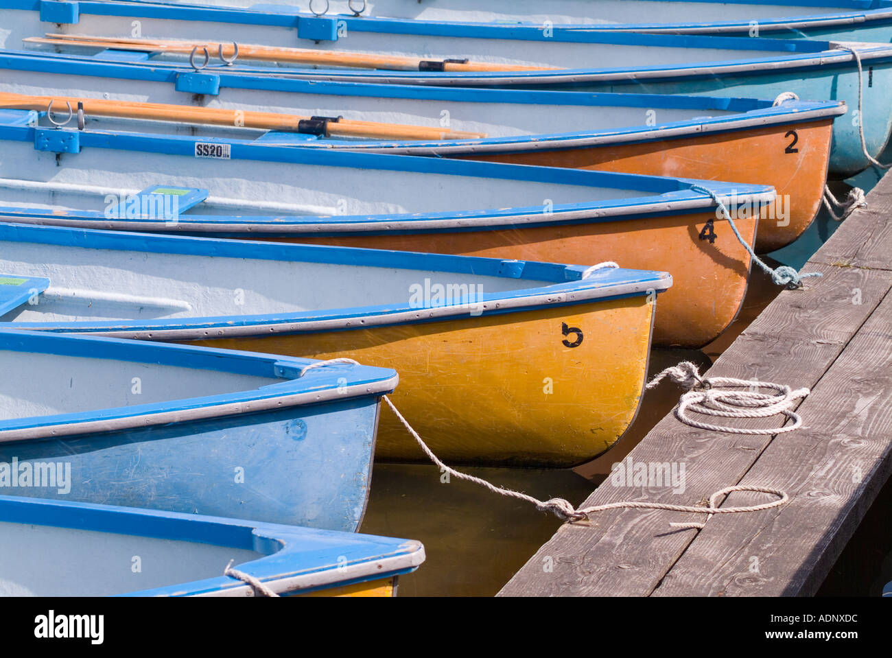 blue and yellow rowing boats moored on the Thames at Henley Oxfordshire ...