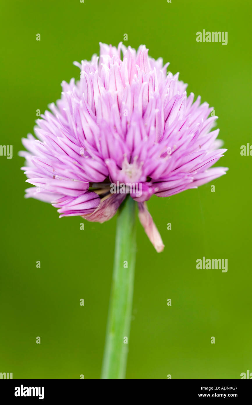 Chives pot flowering hi-res stock photography and images - Alamy