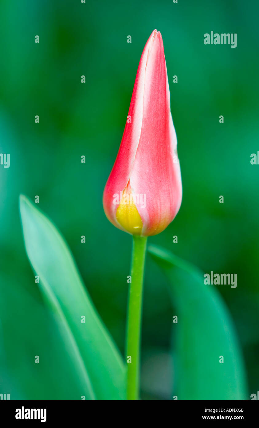 Closed bloom of a tulip Stock Photo - Alamy