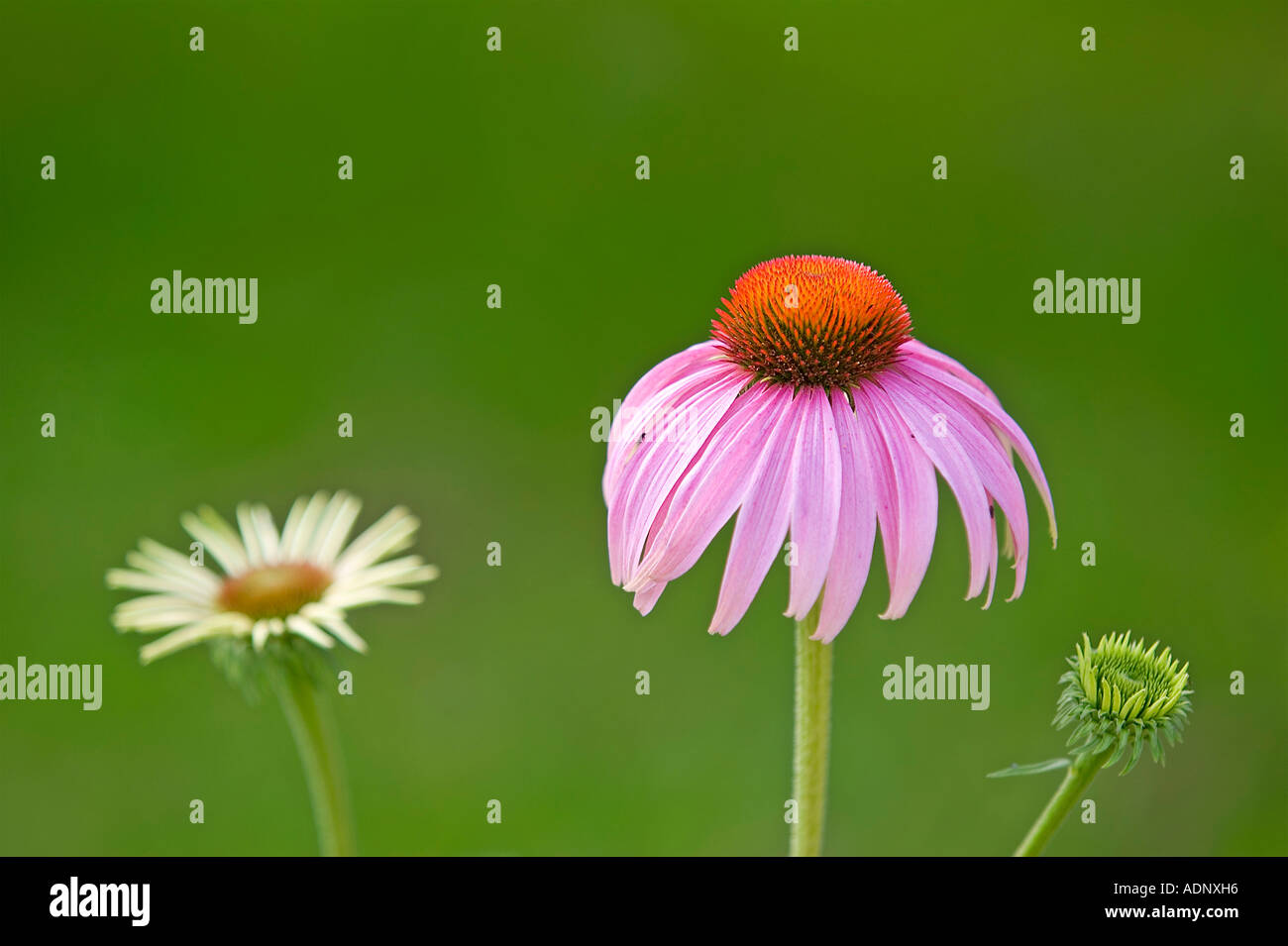 Blooms of a conflower Stock Photo - Alamy