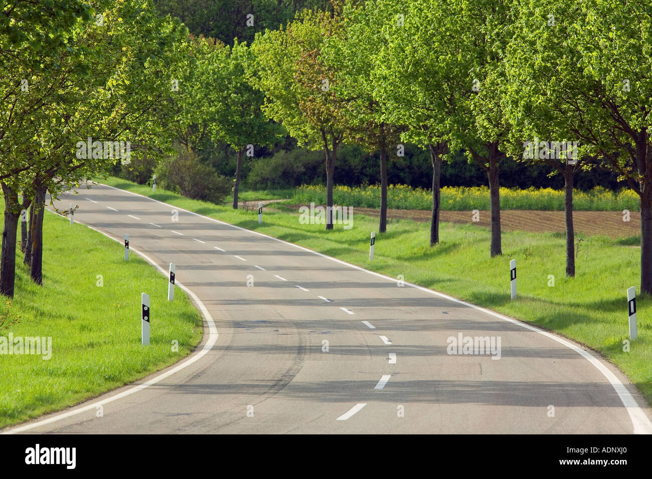 Winding road with trees beside Stock Photo - Alamy