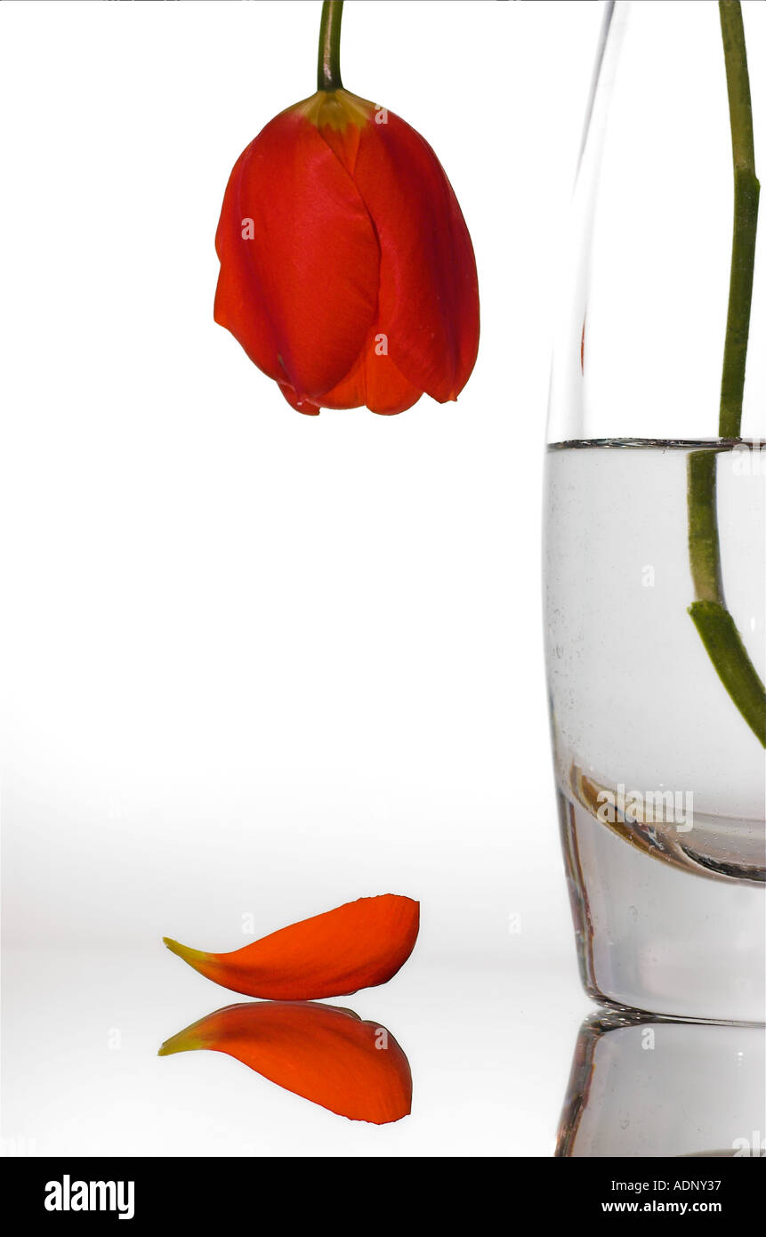 Tulip crying hi-res stock photography and images - Alamy