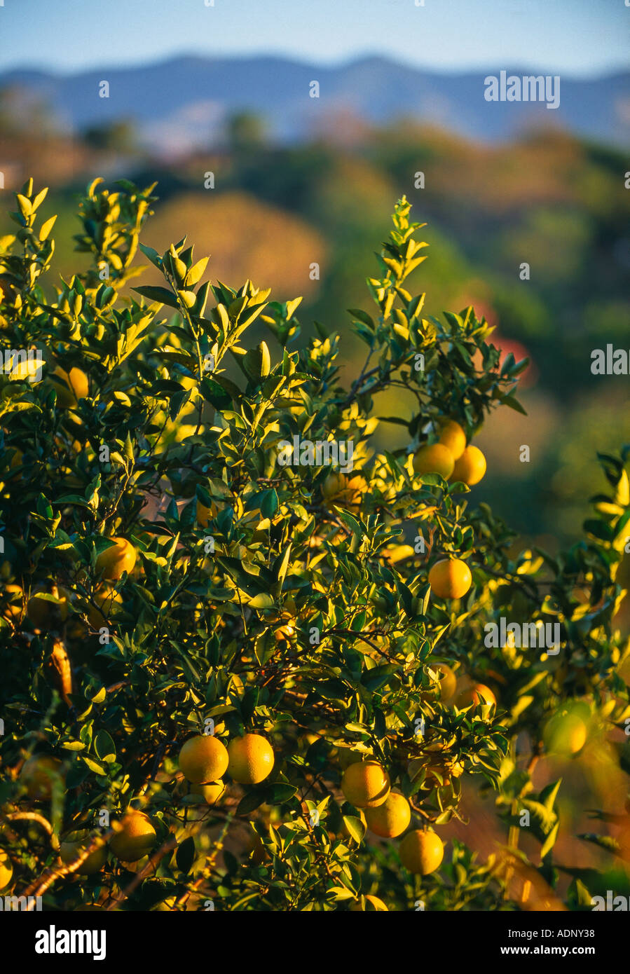 Fruit orange trees america hi-res stock photography and images - Alamy